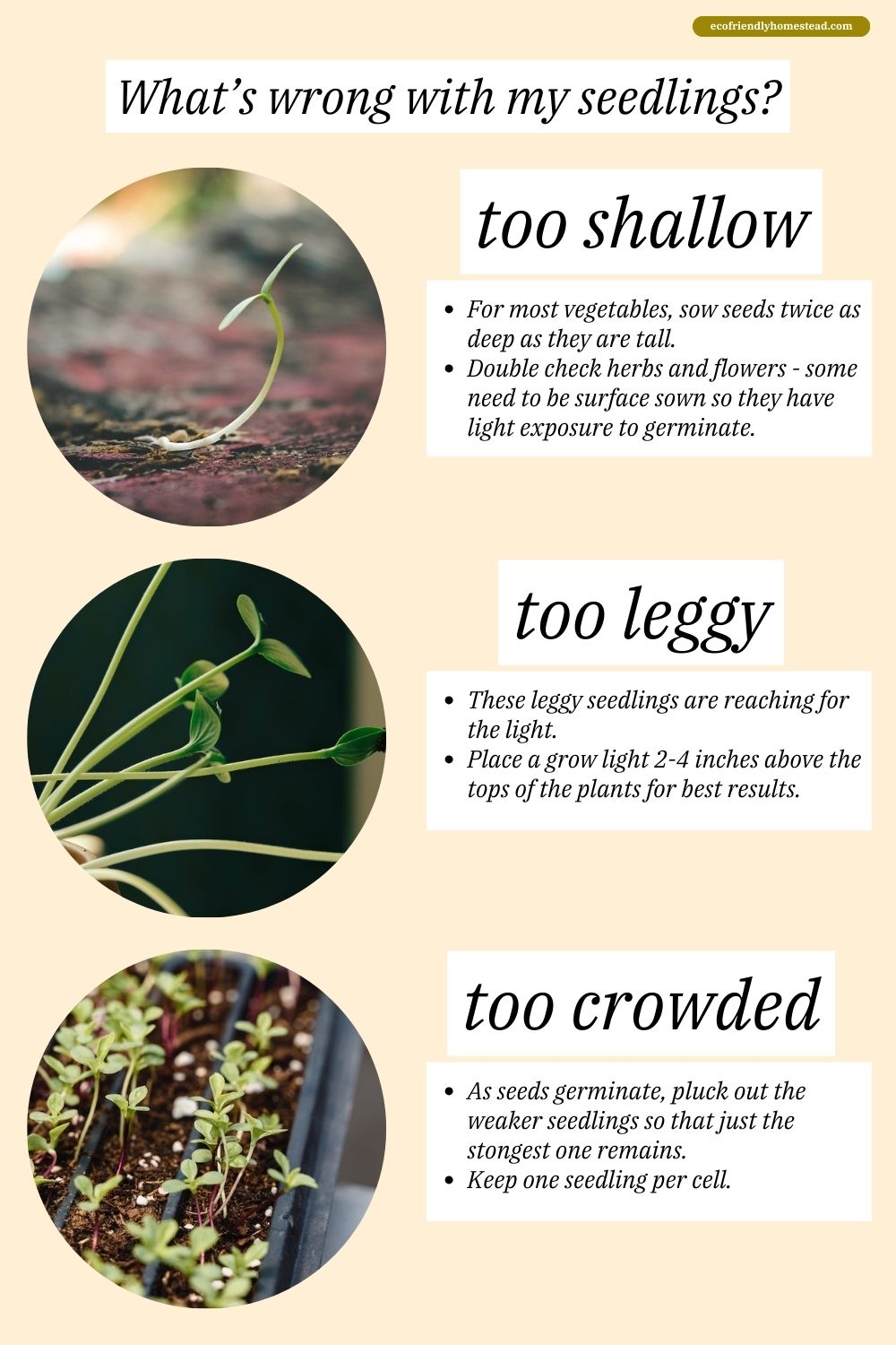 Solve Seedling Troubles: Expert Tips for Indoor Seed Starting Success